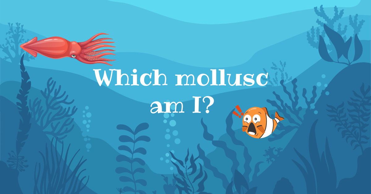 Which Mollusc Am I? Squid Poem – Kim T. Harrison